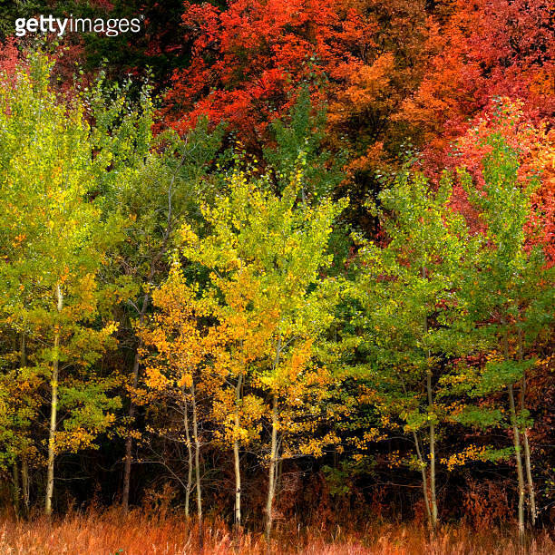 Autumn Aspen Trees Fall Colors Golden Leaves and White Trunk Maple Red ...