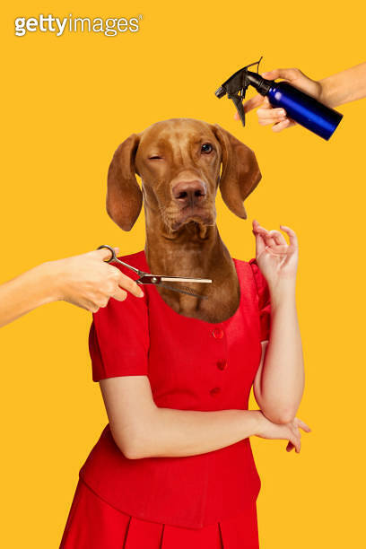 Purebred dog muzzle placed on human body having grooming services doe ...