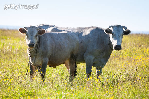 Unique blue cows of Latvia 이미지 (2063748634) - 게티이미지뱅크