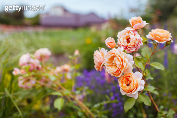 Elizabeth Stuart rose blooming in summer garden. Orange multi-petal ...
