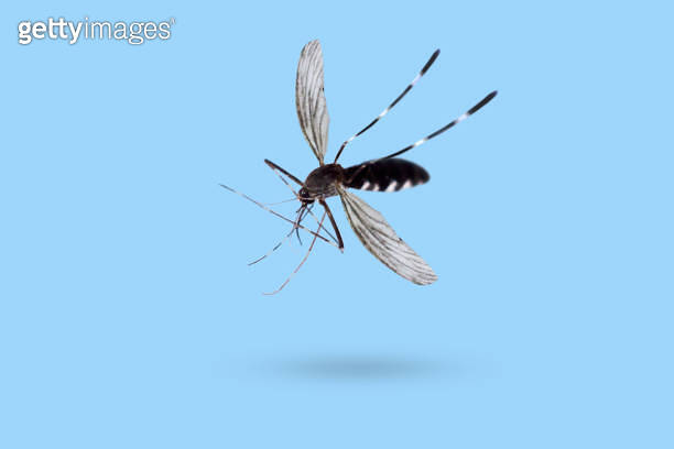 Flying mosquito isolated on blue background (2045601095) - 게티이미지뱅크