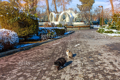 Two Stray Cats at Eco Park in Tashkent, Uzbekistan on a Sunny Winter ...