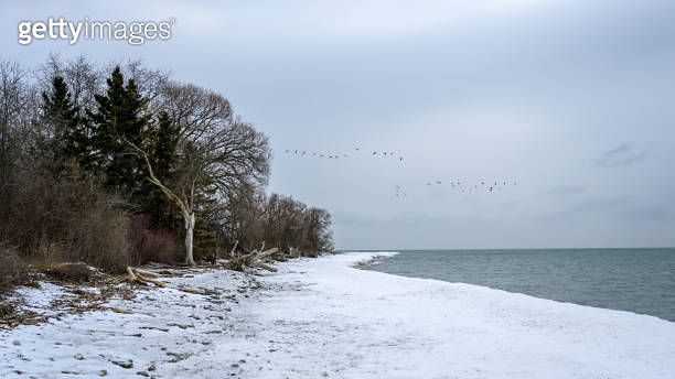 Canada geese fly in echelon over ice covered beach of Darlington Park ...