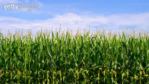 Farmland in Canada - Corn crop in flowering stage under blue sky 이미지 ...