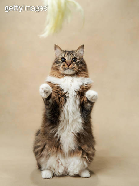 An energetic tabby cat stands tall, reaching upwards with focused ...