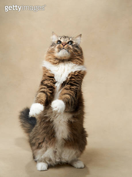 An energetic tabby cat stands tall, reaching upwards with focused ...