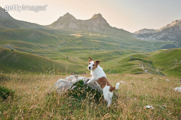 Jack Russell Terrier stands on rock, a small guardian overlooking the ...