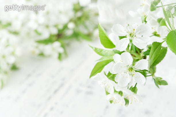 Spring Easter background. Passover blooming white apple or cherry ...