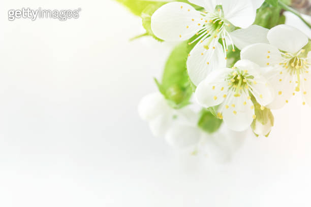 Spring Easter background. Passover blooming white apple or cherry ...