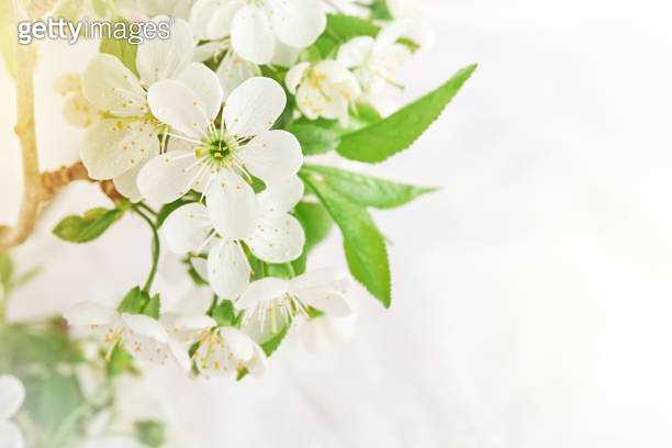 Spring Easter background. Passover blooming white apple or cherry ...