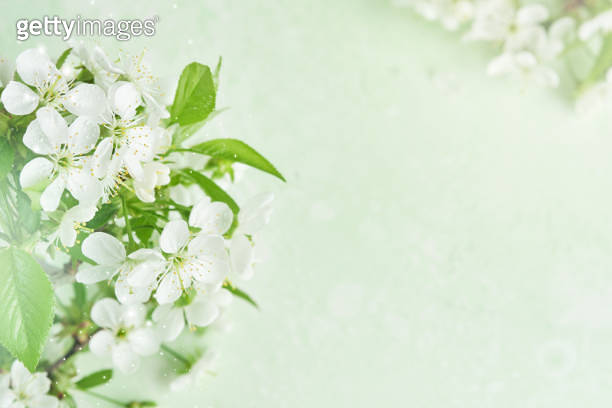 Spring Easter background. Passover blooming white apple or cherry ...