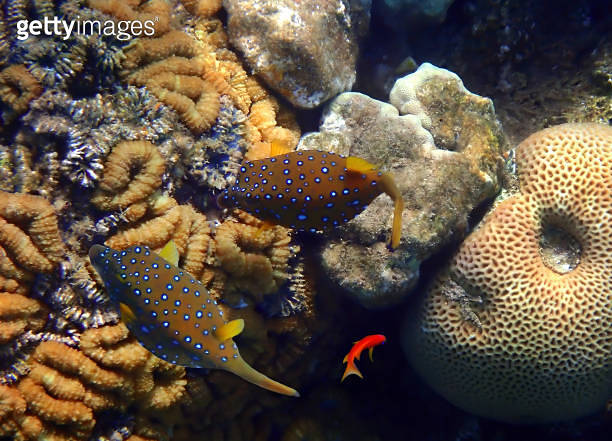 Blue spotted cube trunk-fish (Ostracion cubicus) 이미지 (2156159421) - 게티이미지뱅크