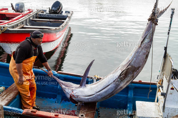 Fishing a big blue Marlin in Rapa Hui, Easter Island, Chile, French ...