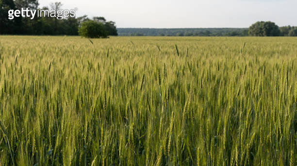 Two-rowed barley or Hordeum distichon growing in the field (2029686925 ...