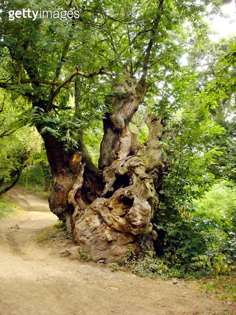 Camino de Santiago and old oak tree 이미지 (2035680749) - 게티이미지뱅크