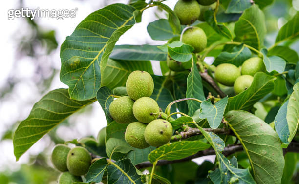Fruit-laden tree in full bloom. A tree filled with lots of green fruit ...
