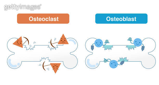 Mechanisms of bone resorption and bone formation by osteoclasts and ...