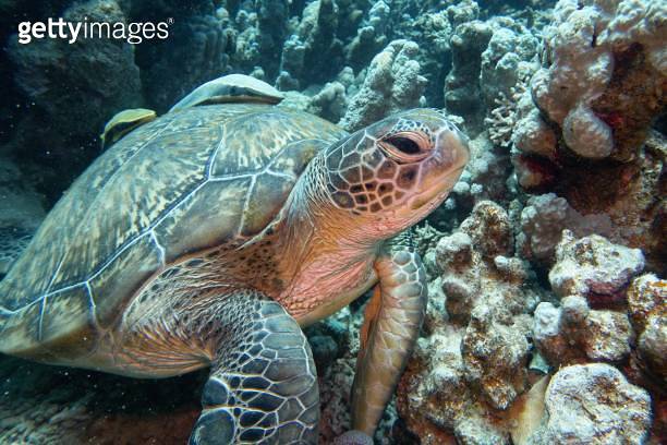 Green sea turtle resting in the coral reef. Common remora (sucker fish ...