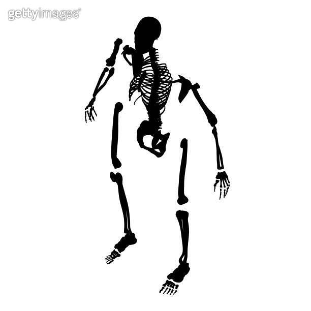 Silhouette of a human skeleton disassembled into bones isolated on a ...