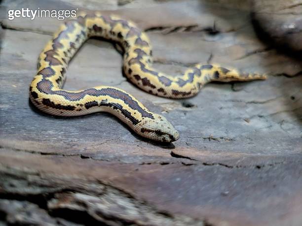 Kenyan sand boa snake, aka Old world sand boas is nonvenomous snake ...