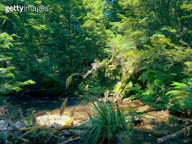 New Zealand bush and stream. Southern Beech forest, Kaimanawa Ranges ...