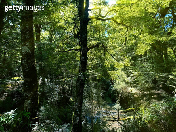 New Zealand bush and stream. Southern Beech forest, Kaimanawa Ranges ...
