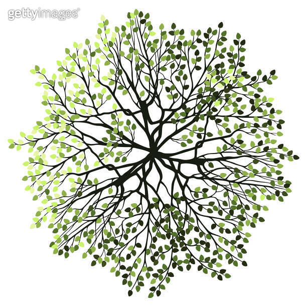 Tree for architectural floor plans. Entourage design. Top view tree for ...