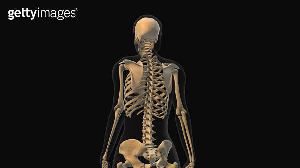 Medical animation of the spine bone pain 이미지 (1927278387) - 게티이미지뱅크