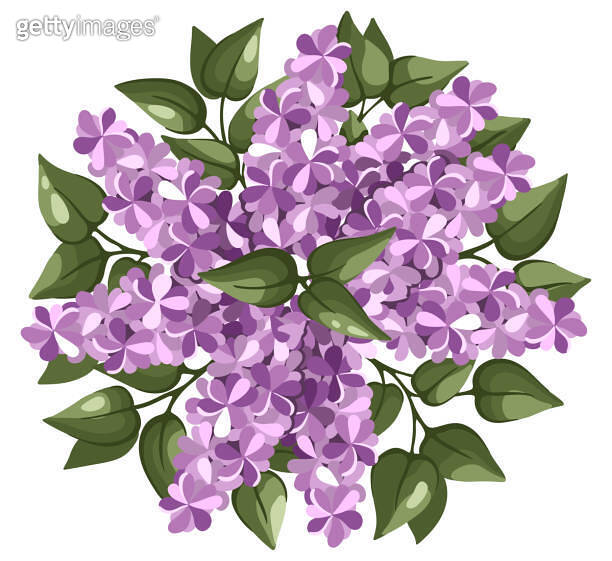 Lilac tree top view for the landscape design plan. Entourage design ...
