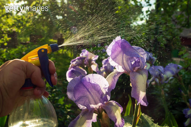 Spraying flowers in the garden against pests and insects for beautiful ...