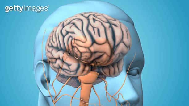 Medical animation of the human brain 이미지 (2160466323) - 게티이미지뱅크
