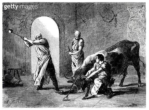 Butcher killing cow with hammer in slaughterhouse Illustration 1861 이미지 ...
