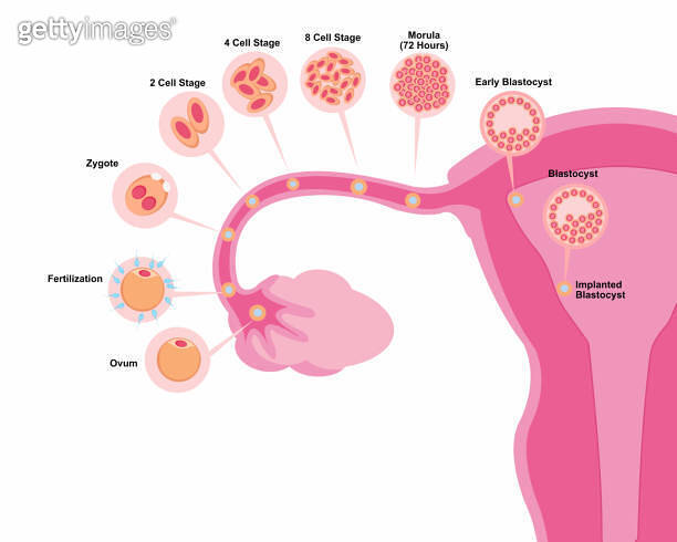 Female reproductive system ovulation and fertilization process from ...
