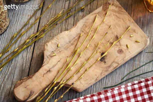 Young fresh willow branches with buds harvested in early spring ...
