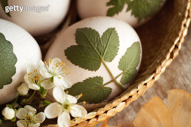 Raw Easter eggs with fresh leaves attached to them - preparation for ...