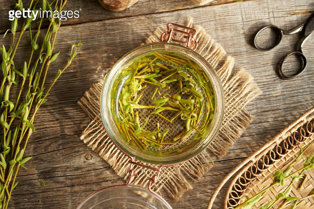 Preparation of homemade herbal tincture from willow branches with buds ...
