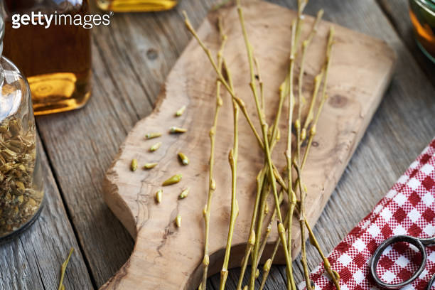 Young willow branches with fresh buds harvested in early spring ...