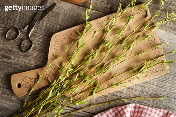 Young willow branches with young leaves and buds harvested in early ...