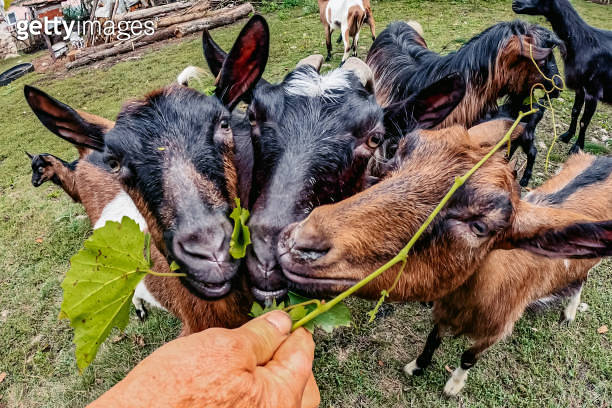 Goats Being Fed In The Village In Serbia 이미지 (2149259378) - 게티이미지뱅크