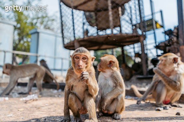Group Of Monkeys Eating On The Street In Lopburi In Thailand 이미지 ...