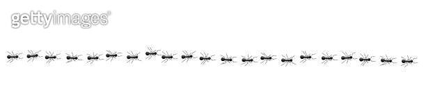 Black ant trail, 3D realistic working ants marching in row to anthill ...