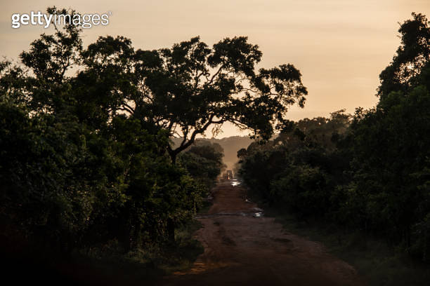 Safari jeep driving at sunset golden hour in Yala National Park jungle ...