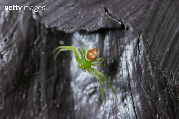 Very small juvenile Kohanagumo (Misumenops tricuspidatus) spider that ...