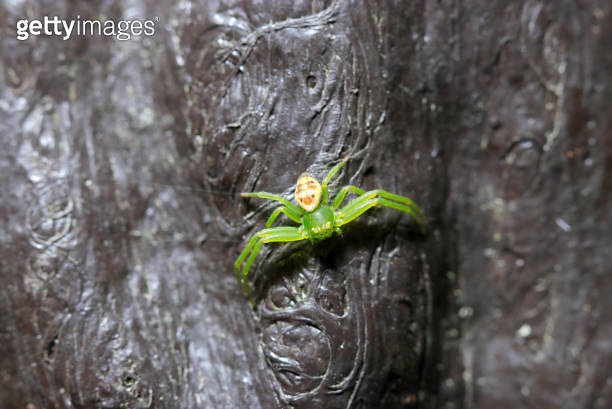 Very small juvenile Kohanagumo (Misumenops tricuspidatus) spider that ...