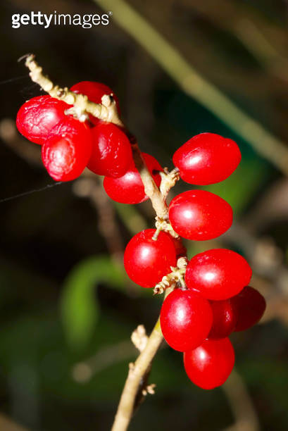 Branches and leaves bearing the poisonous red fruits of the Onishibari ...