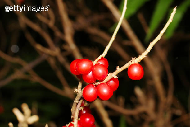 Branches and leaves bearing the poisonous red fruits of the Onishibari ...