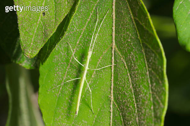 Green larva of a Stickworm (Ramulus mikado) on a big tree leaf (Natural ...