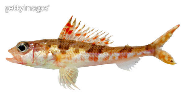 Small fish "Himeji (Japanese aulopus)" with large eyes. Cutout white ...