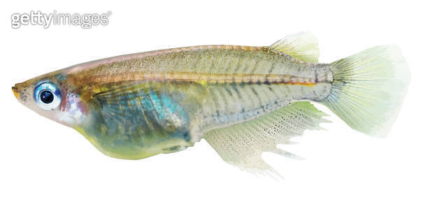 Beautiful Indian blue ricefish (Oryzias dancena, indo-medaka) fish with ...