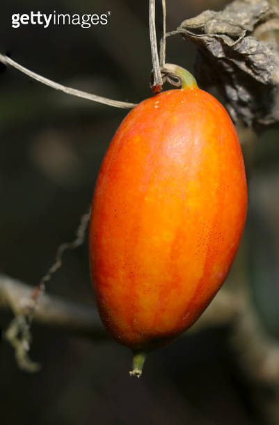 Ripe orange fruit of Japanese Snake gourd (Karasuuri, Trichosanthes ...